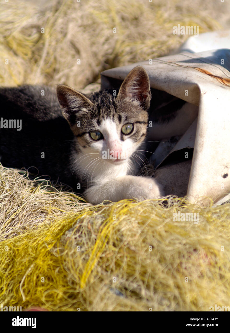 cat on fishing nets Stock Photo - Alamy