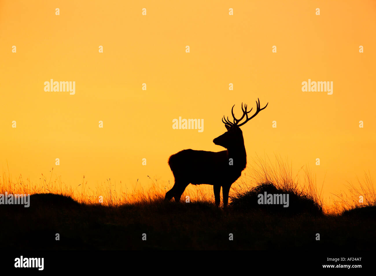 Deer outline hi-res stock photography and images - Alamy