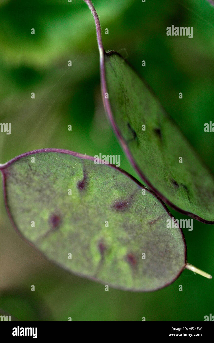 Honesty seed pods hi-res stock photography and images - Alamy