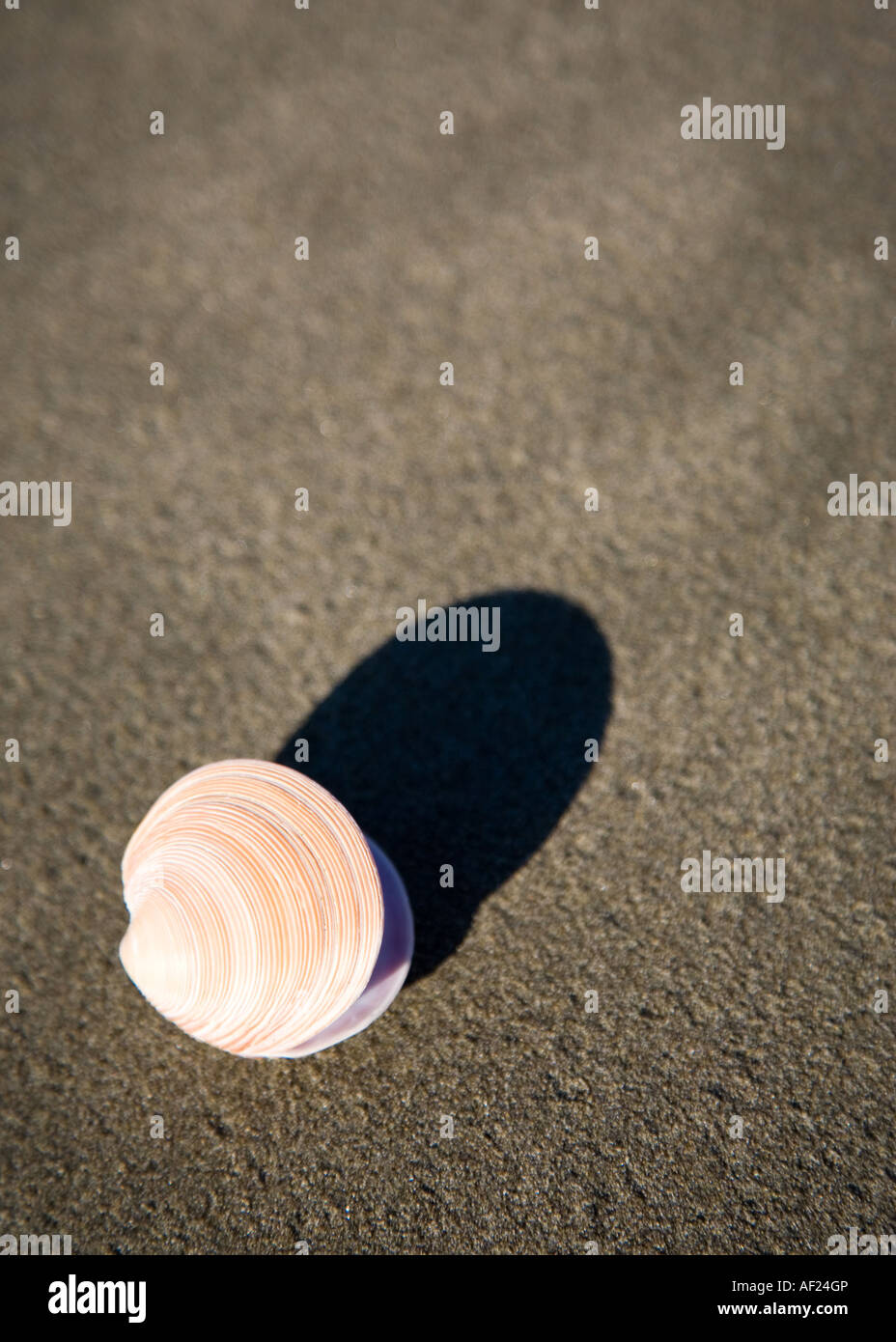 Clam shell silhouette hi-res stock photography and images - Alamy