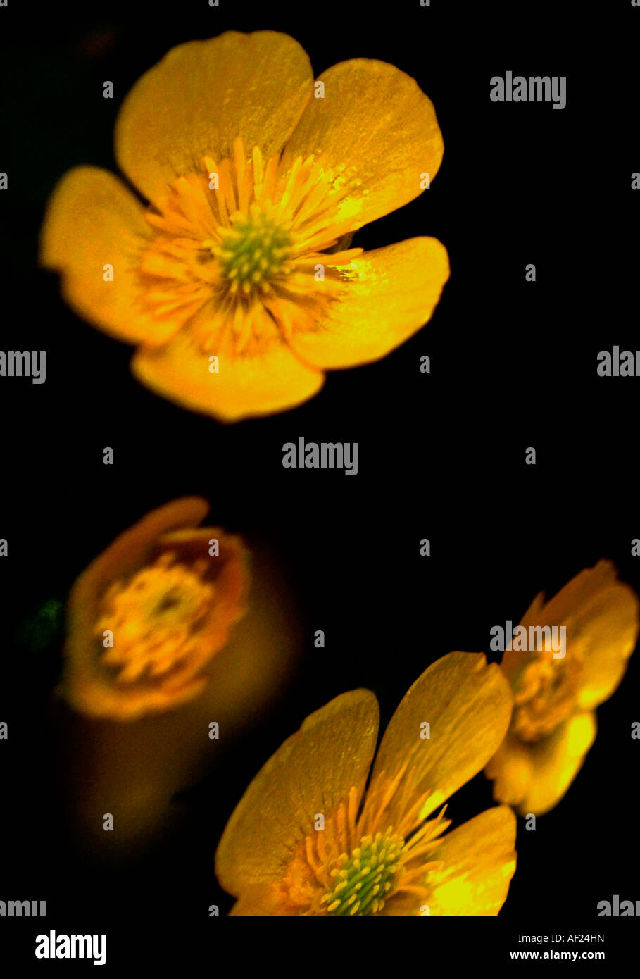 buttercups (ranunculus bulbosus Stock Photo - Alamy