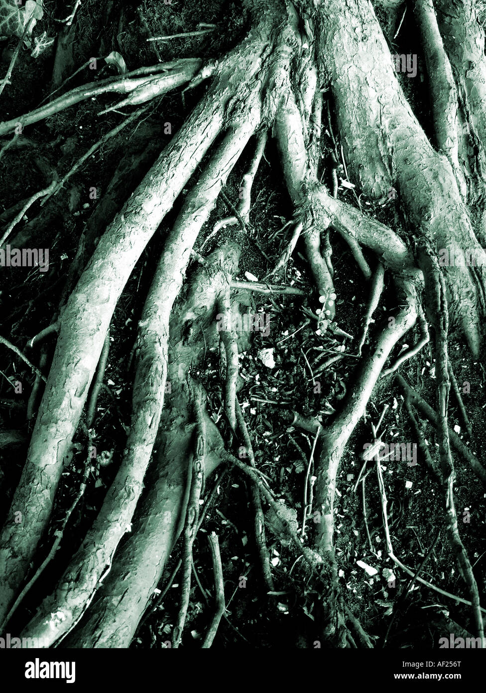 Fine roots hi-res stock photography and images - Alamy