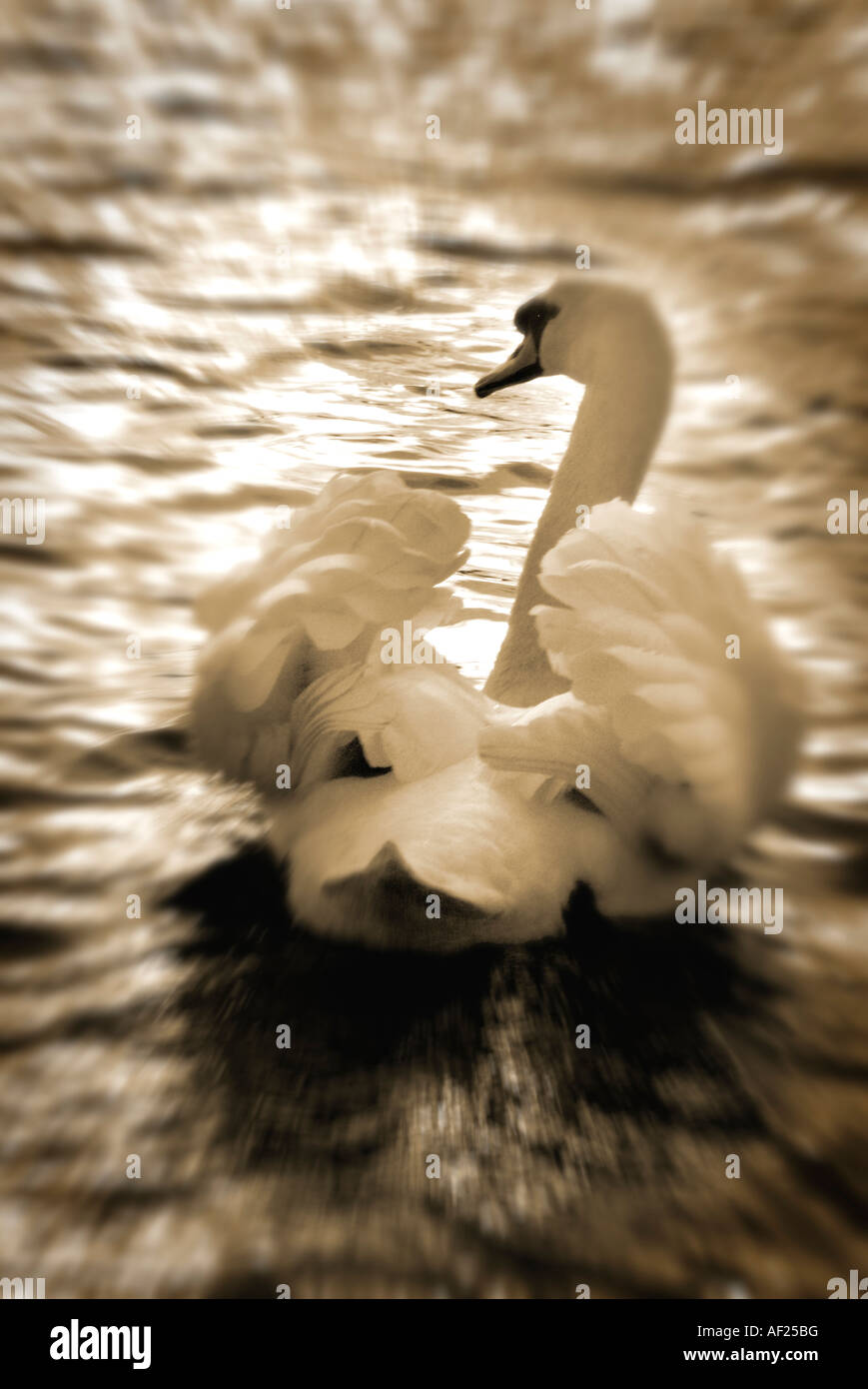 Sailing swan hi-res stock photography and images - Alamy