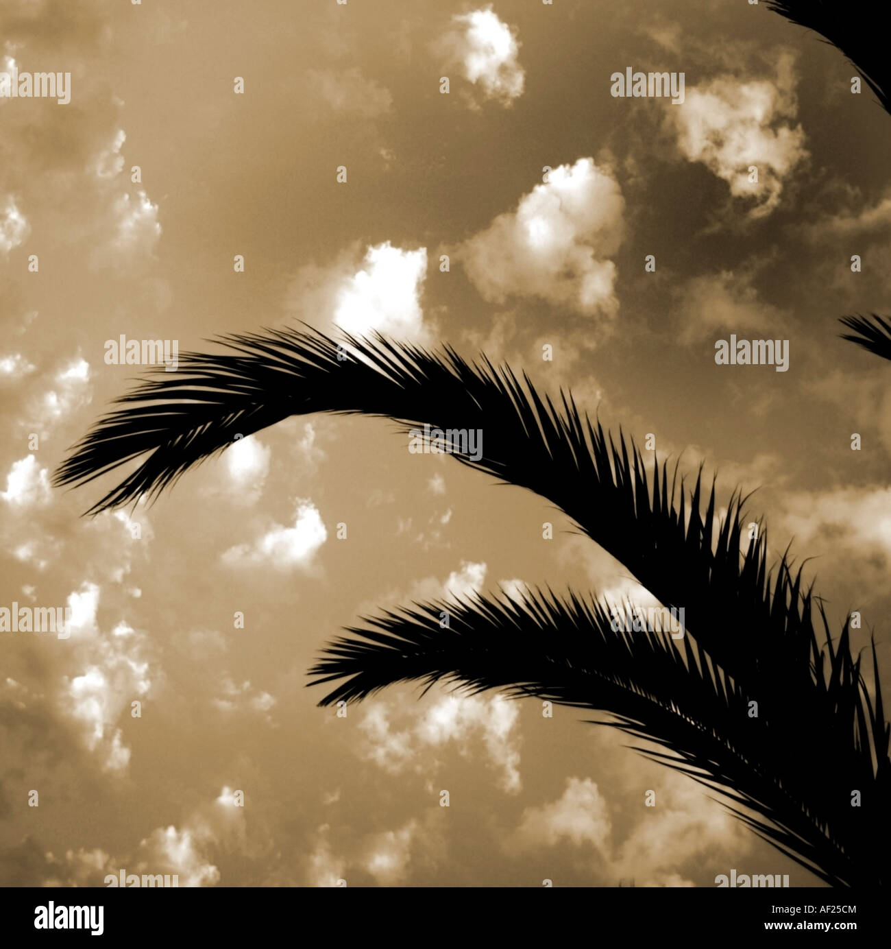 sepia individual palm tree leaves Stock Photo - Alamy