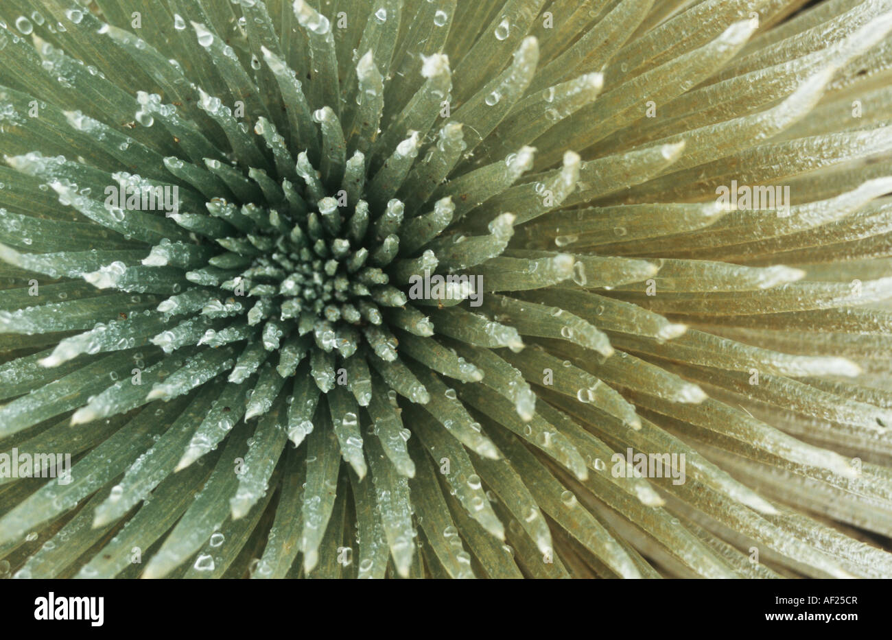 Detail of a young silversword plant in Haleakala Volcano, Maui, Hawaii ...