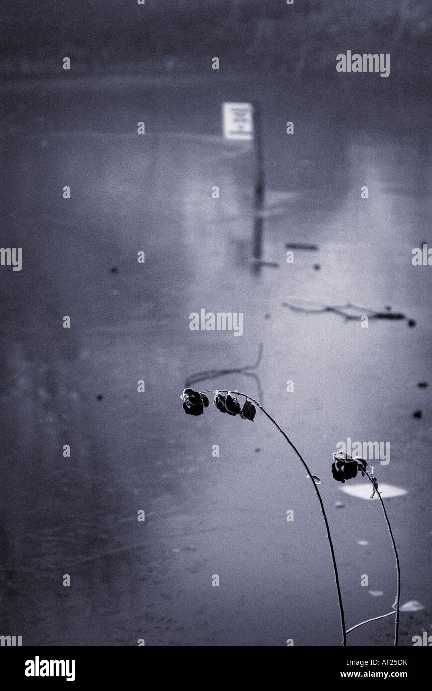 Icey pond hi-res stock photography and images - Alamy