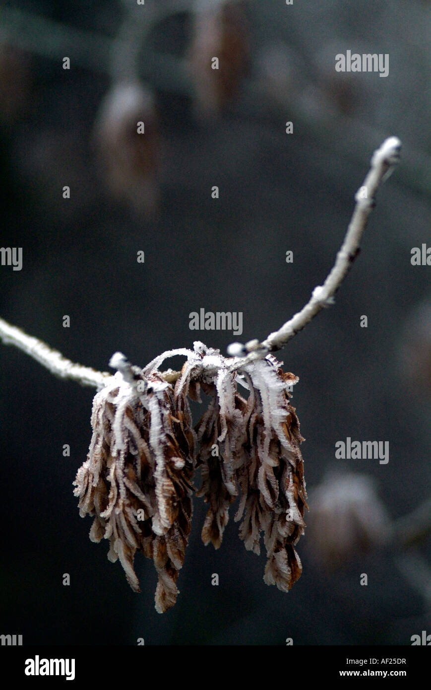 Sycon High Resolution Stock Photography and Images - Alamy