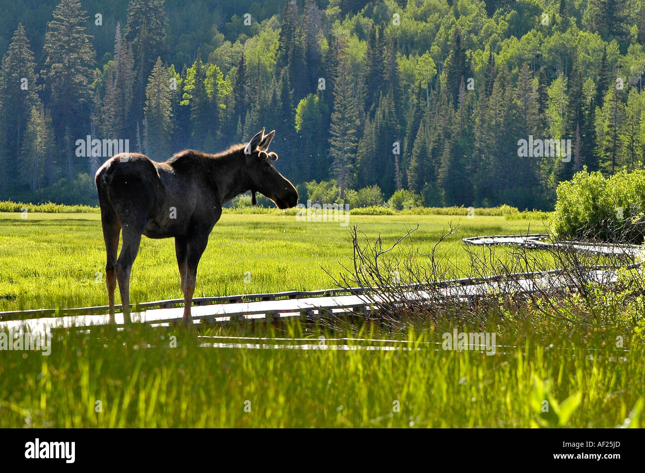 Adolescent male moose stands on the boardwalk and path Stock Photo - Alamy