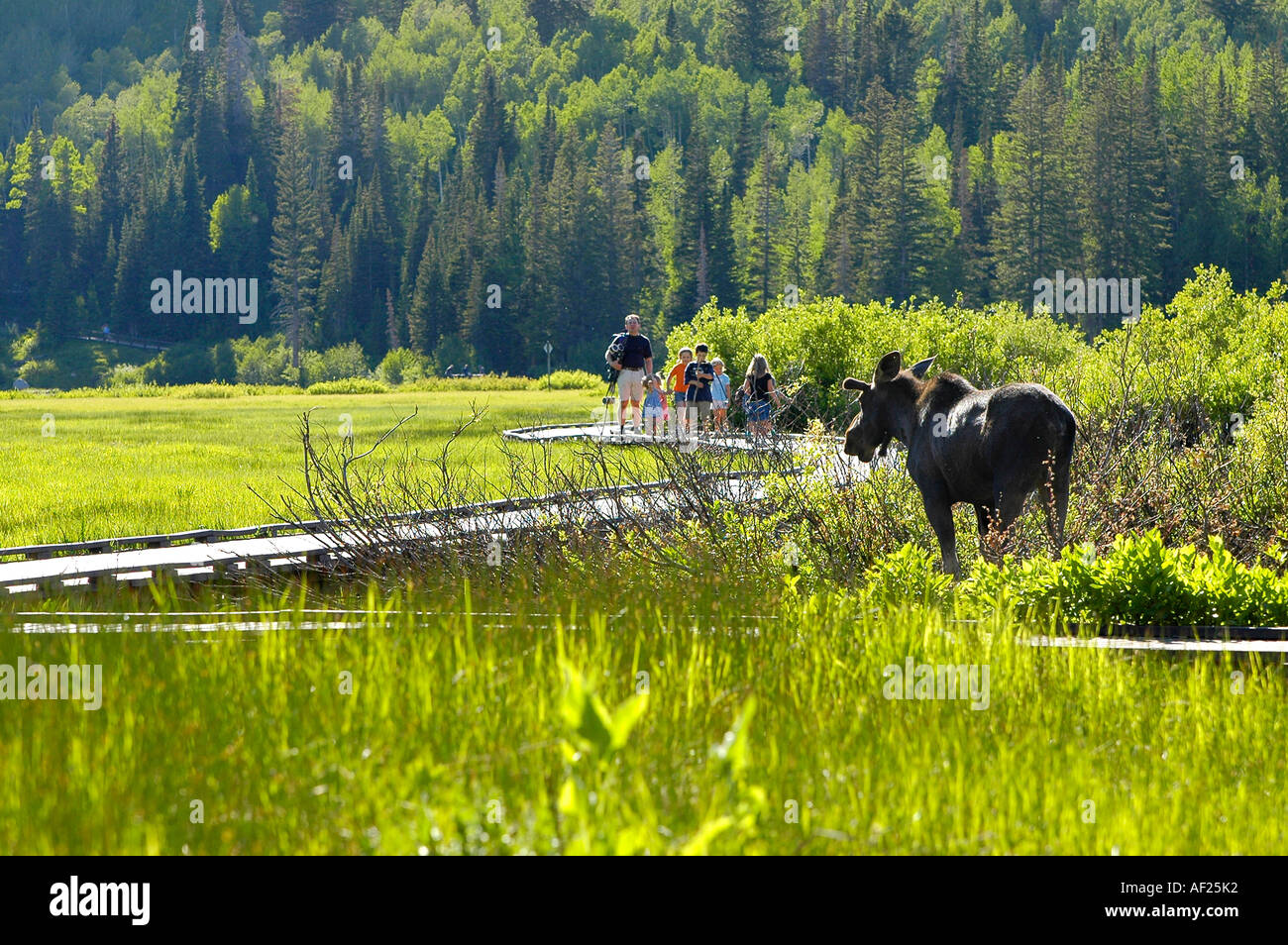An adolescent male moose stares at a man and children on a trail ...