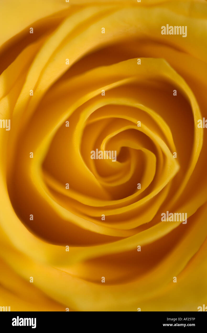 Amber rose hi-res stock photography and images - Alamy