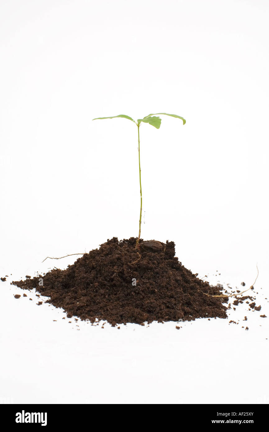 Oak tree sapling in compost on a white background Stock Photo - Alamy