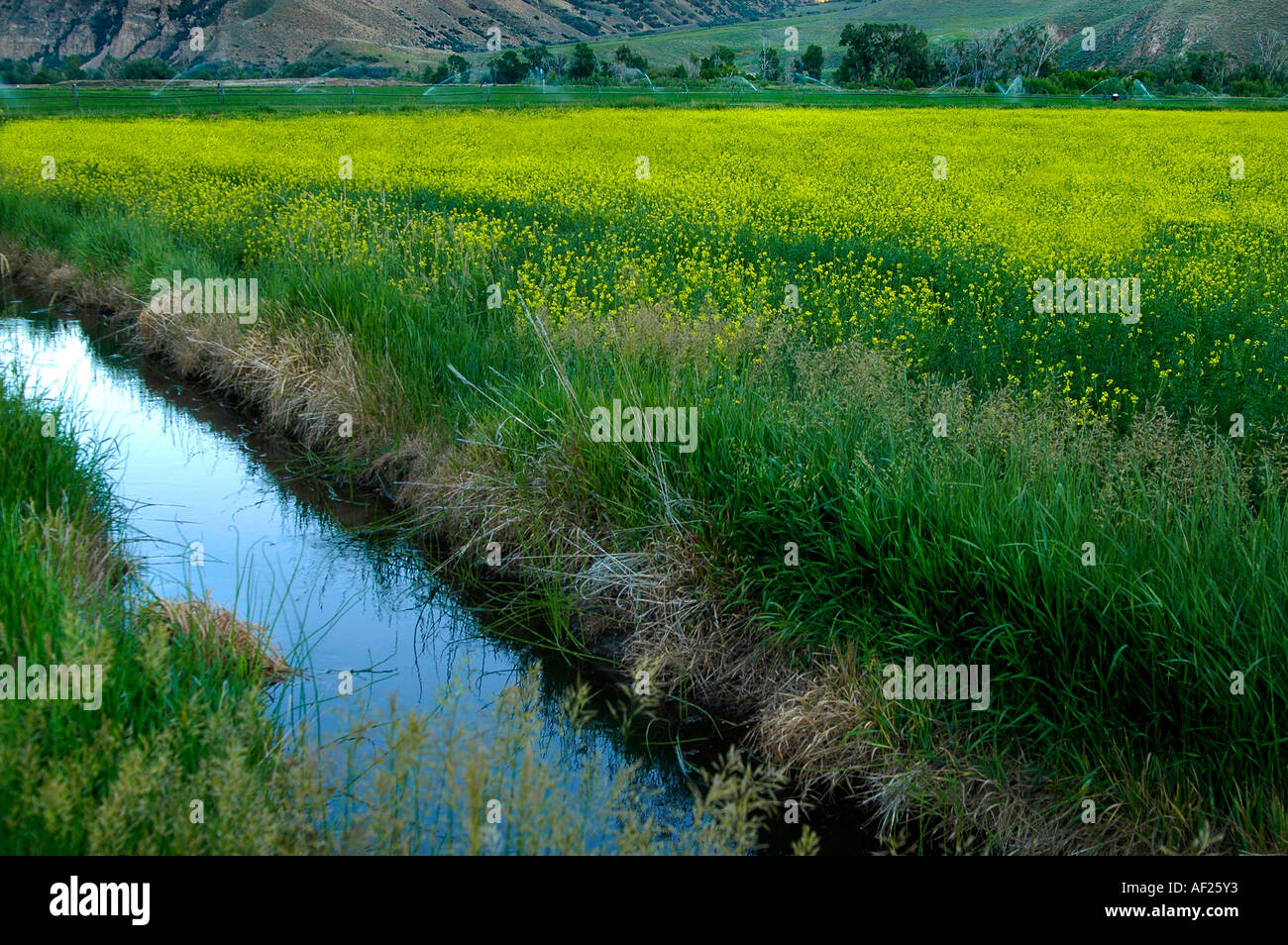 irrigation ditch reflects the beautiful evening sky in this field of ...