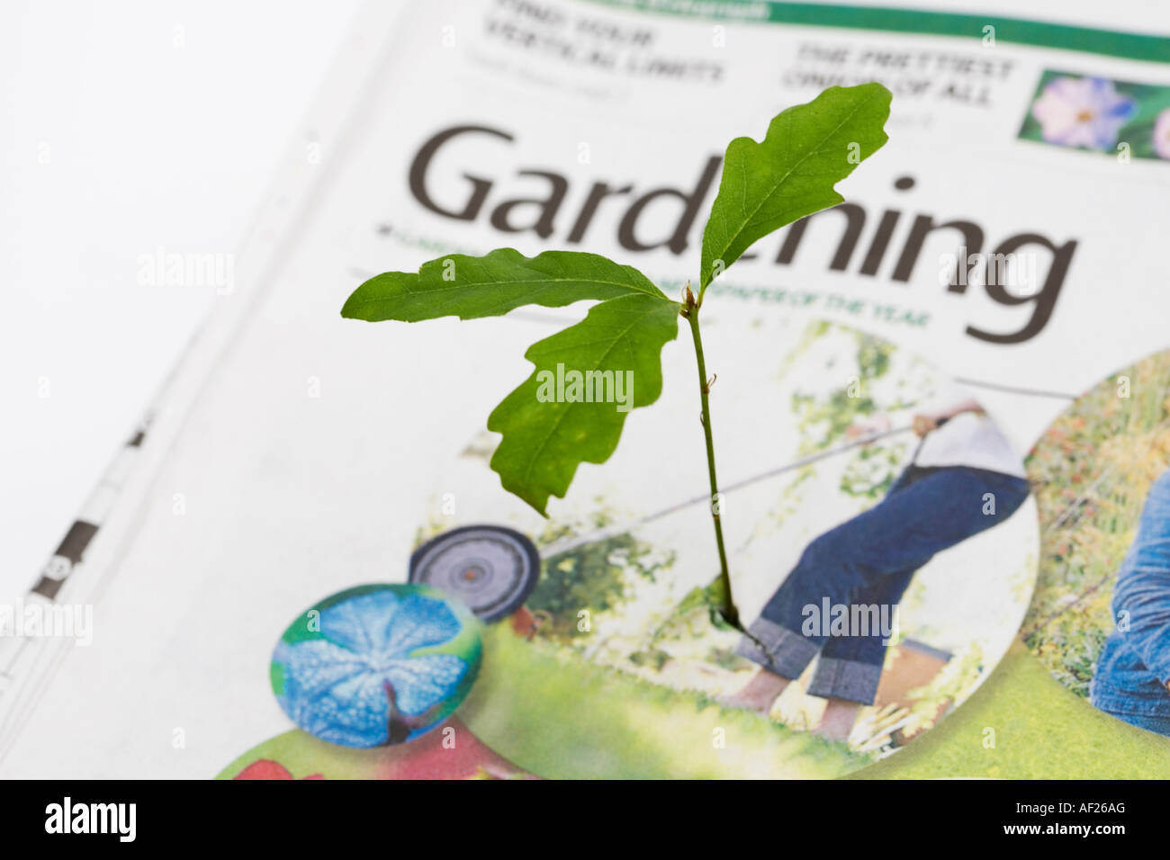 Oak tree sapling coming through the gardening section of a pile of ...