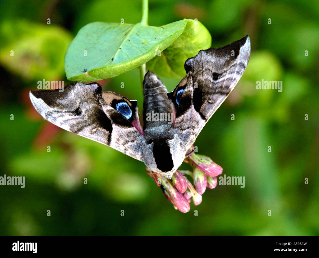 Eyed Hawk Moth ( Smerinthus ocellata Stock Photo - Alamy