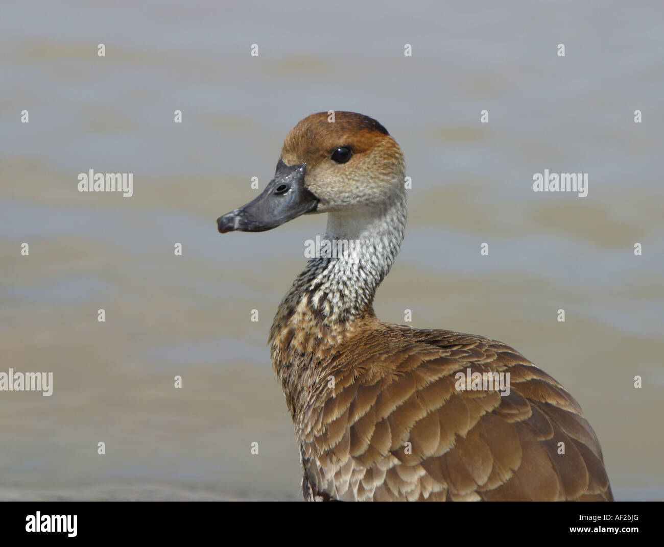 Spotted tree duck Stock Photo - Alamy
