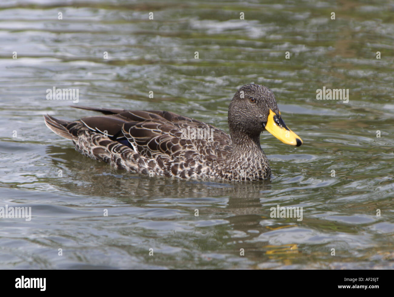 African yellowbill duck hi-res stock photography and images - Alamy