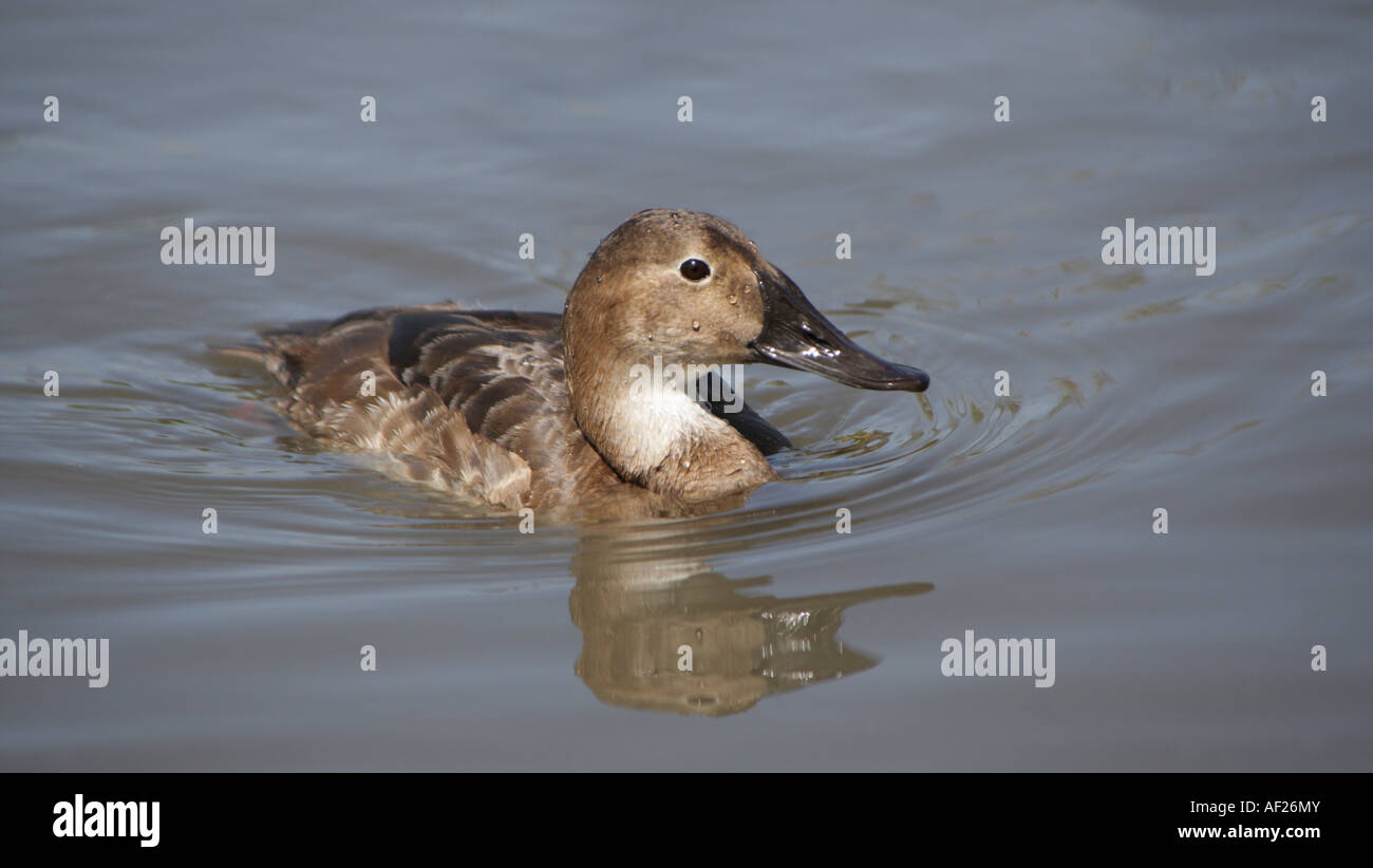 Female canvasback hi-res stock photography and images - Alamy