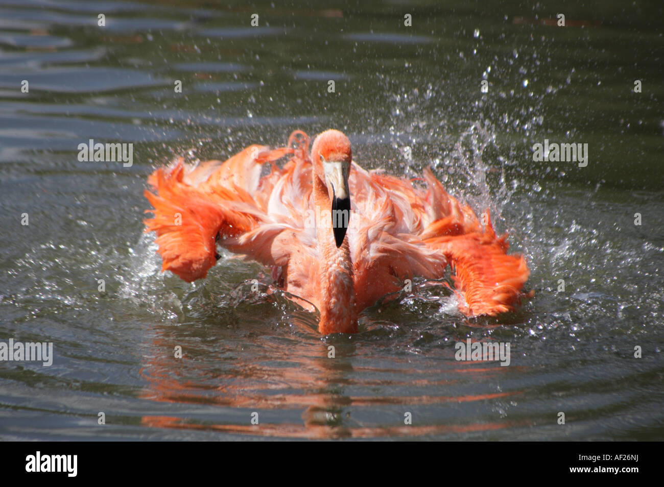 Flamingo Wash High Resolution Stock Photography and Images - Alamy