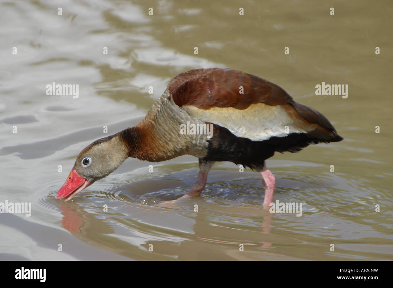 Red billed tree duck hi-res stock photography and images - Alamy