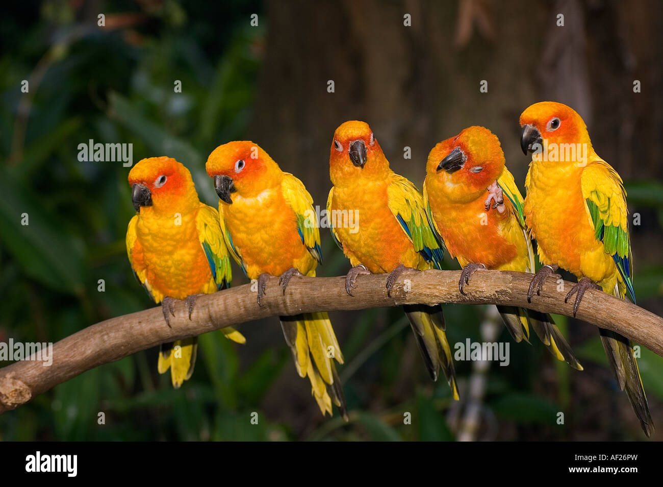 Sun Conure Parakeets, Aratinga solstitialis, Jurong Bird Park Singapore ...