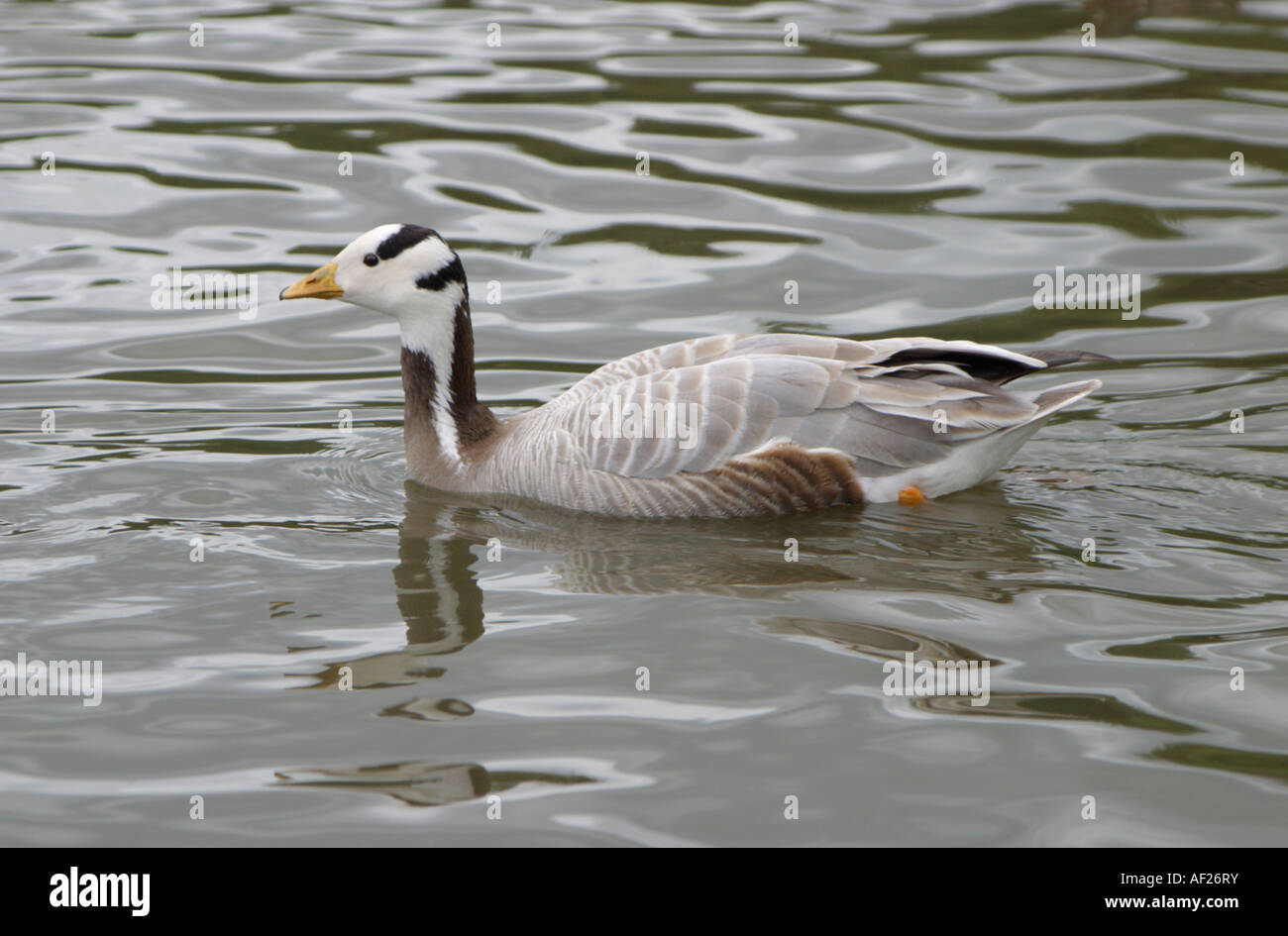 Bar head hi-res stock photography and images - Alamy