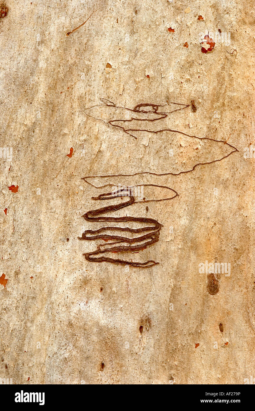 Scribbly bark gum hi-res stock photography and images - Alamy