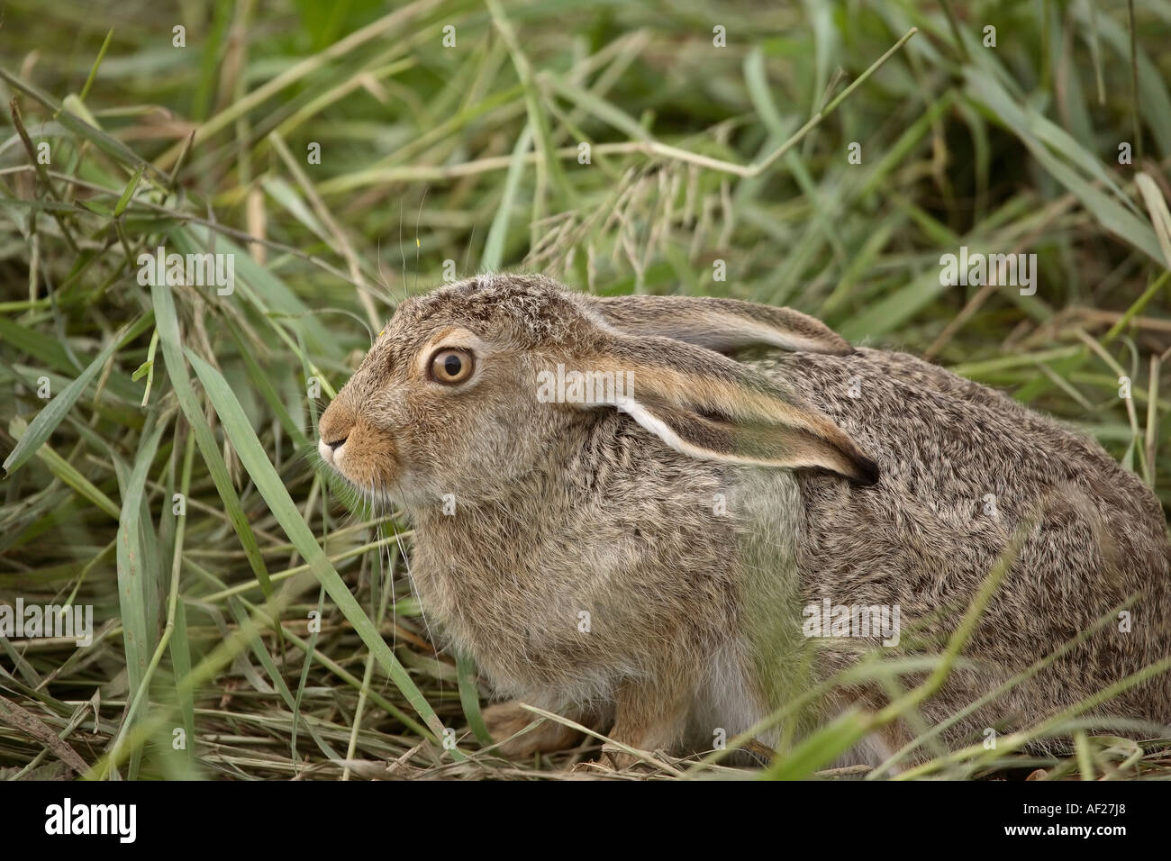 White tailed jackrabbits hi-res stock photography and images - Alamy