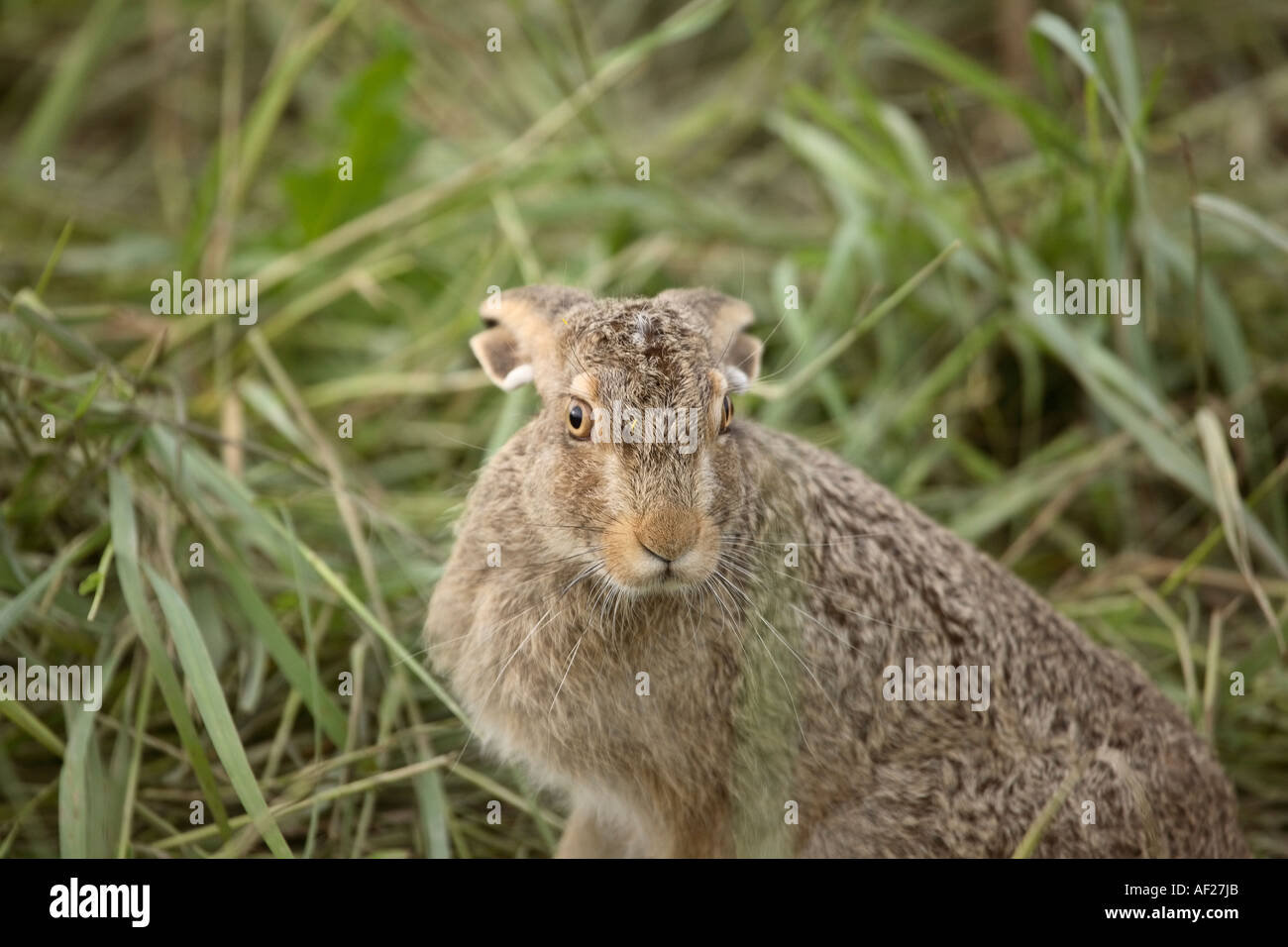 White tailed jackrabbits hi-res stock photography and images - Alamy