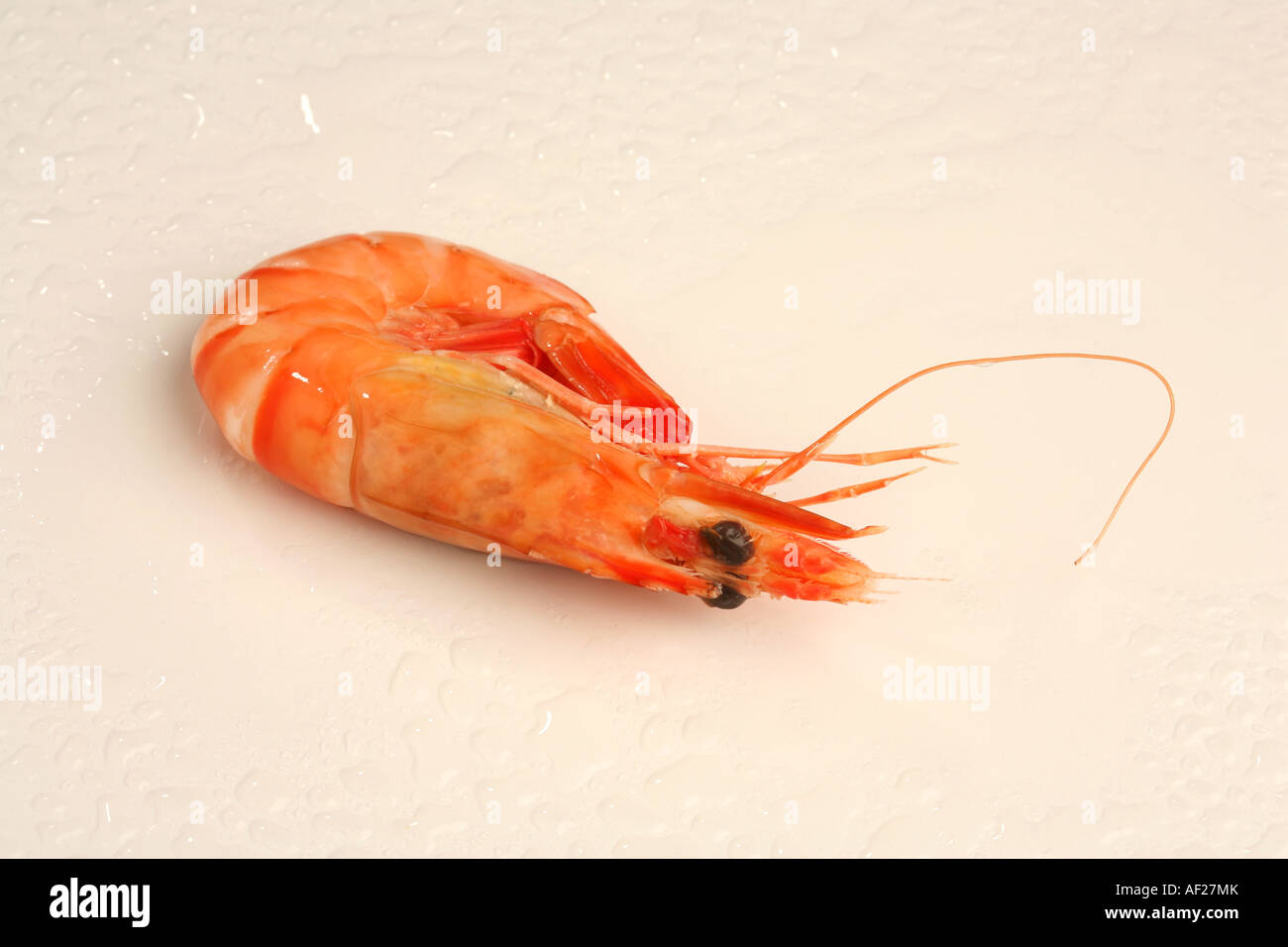 Cut-out shot of a prawn Stock Photo - Alamy