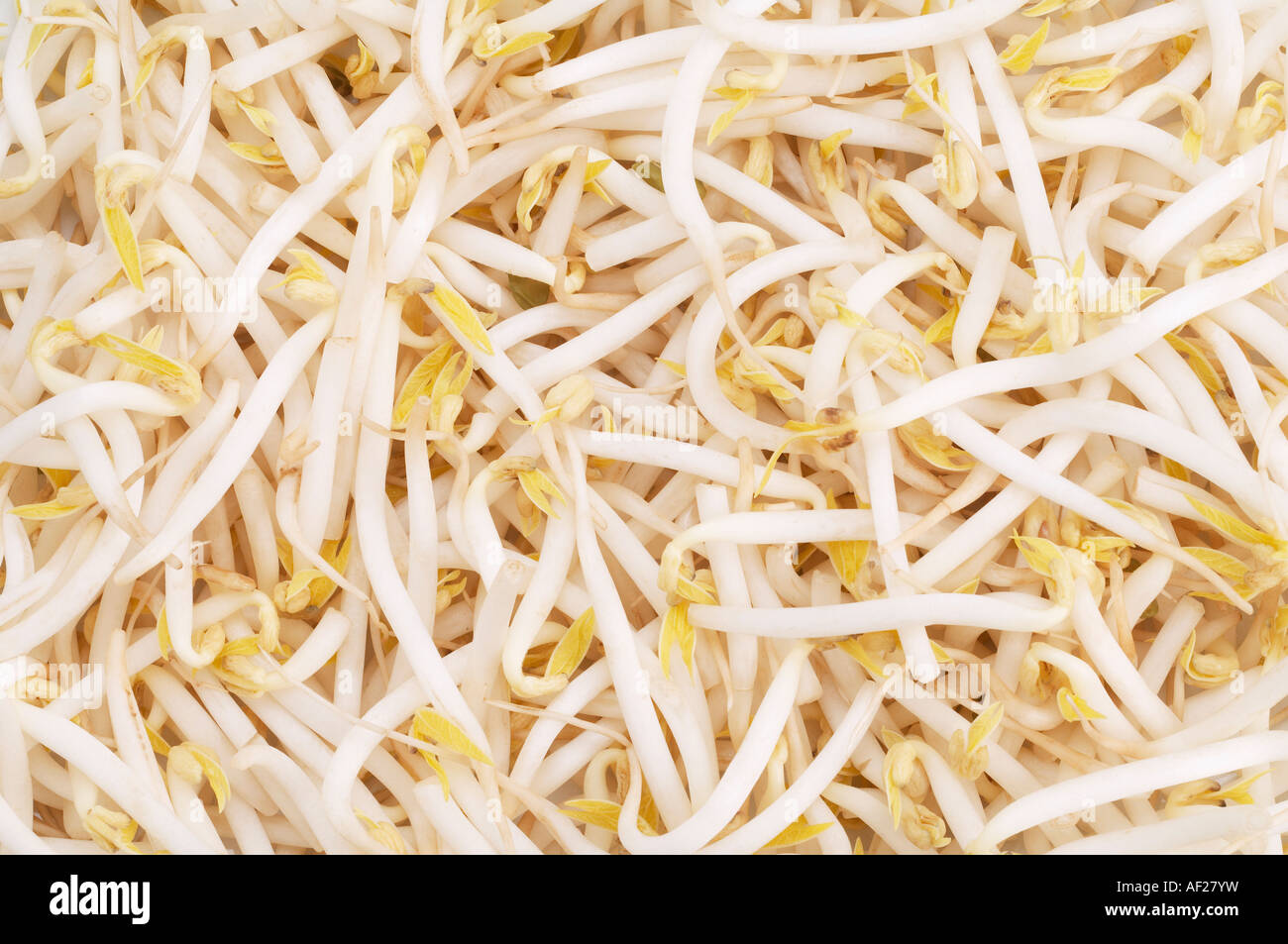 Beansprout hi-res stock photography and images - Alamy