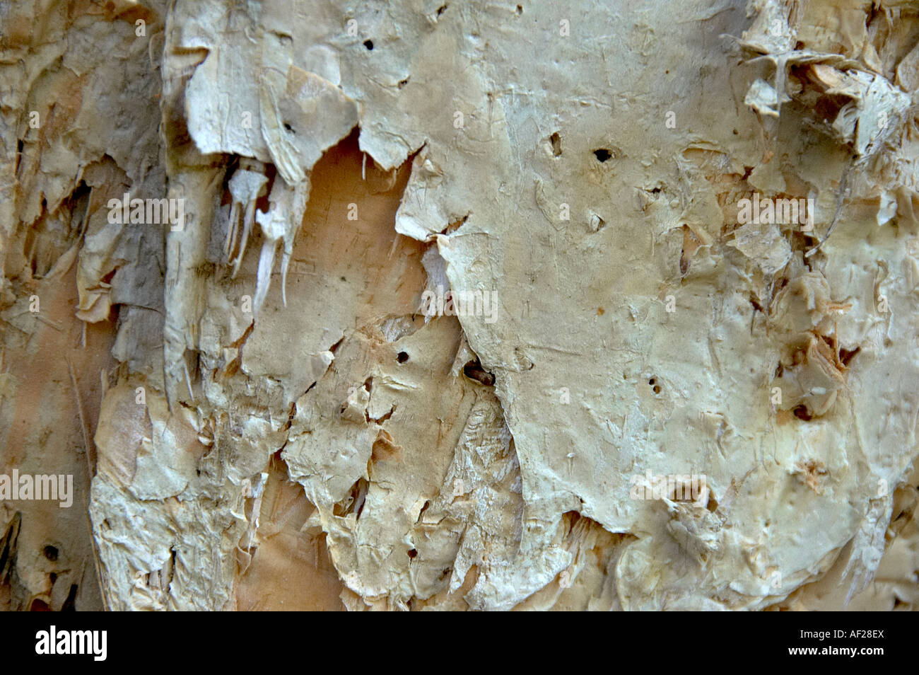 Close up of paperbark tree bark Stock Photo - Alamy