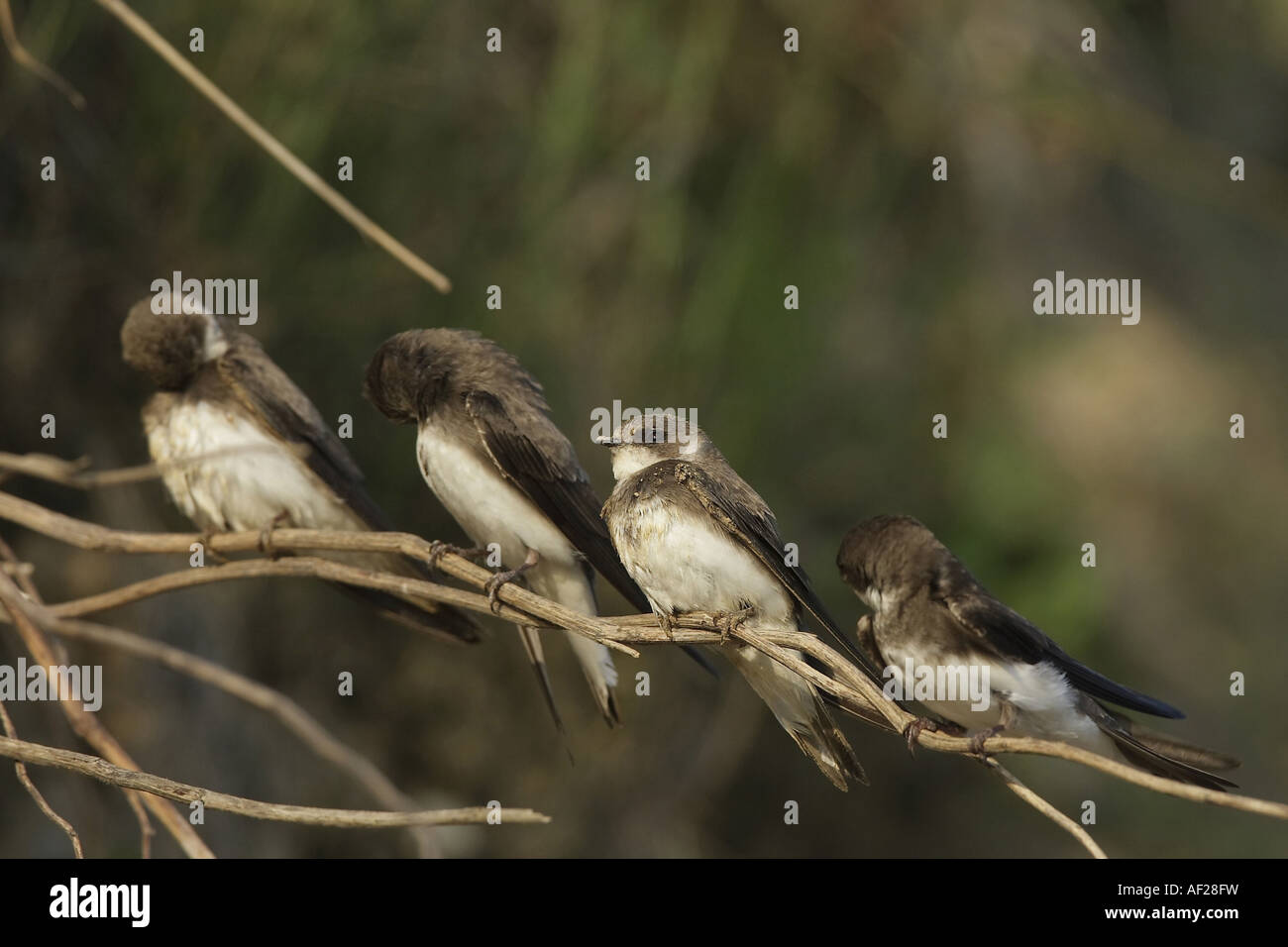 sand martin (Riparia riparia), sitting group, Germany, Schleswig ...
