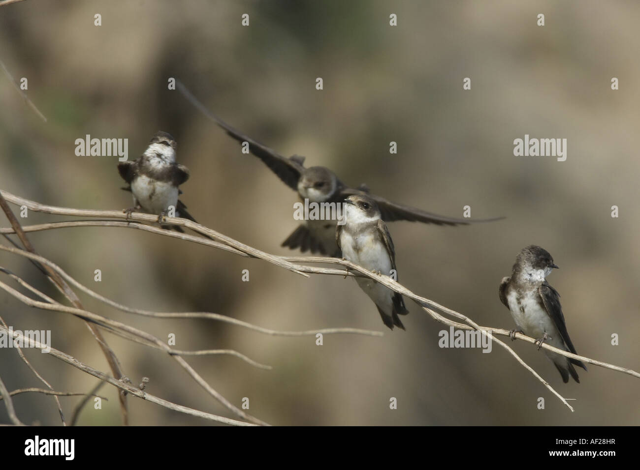 sand martin (Riparia riparia), sitting group, Germany, Schleswig ...