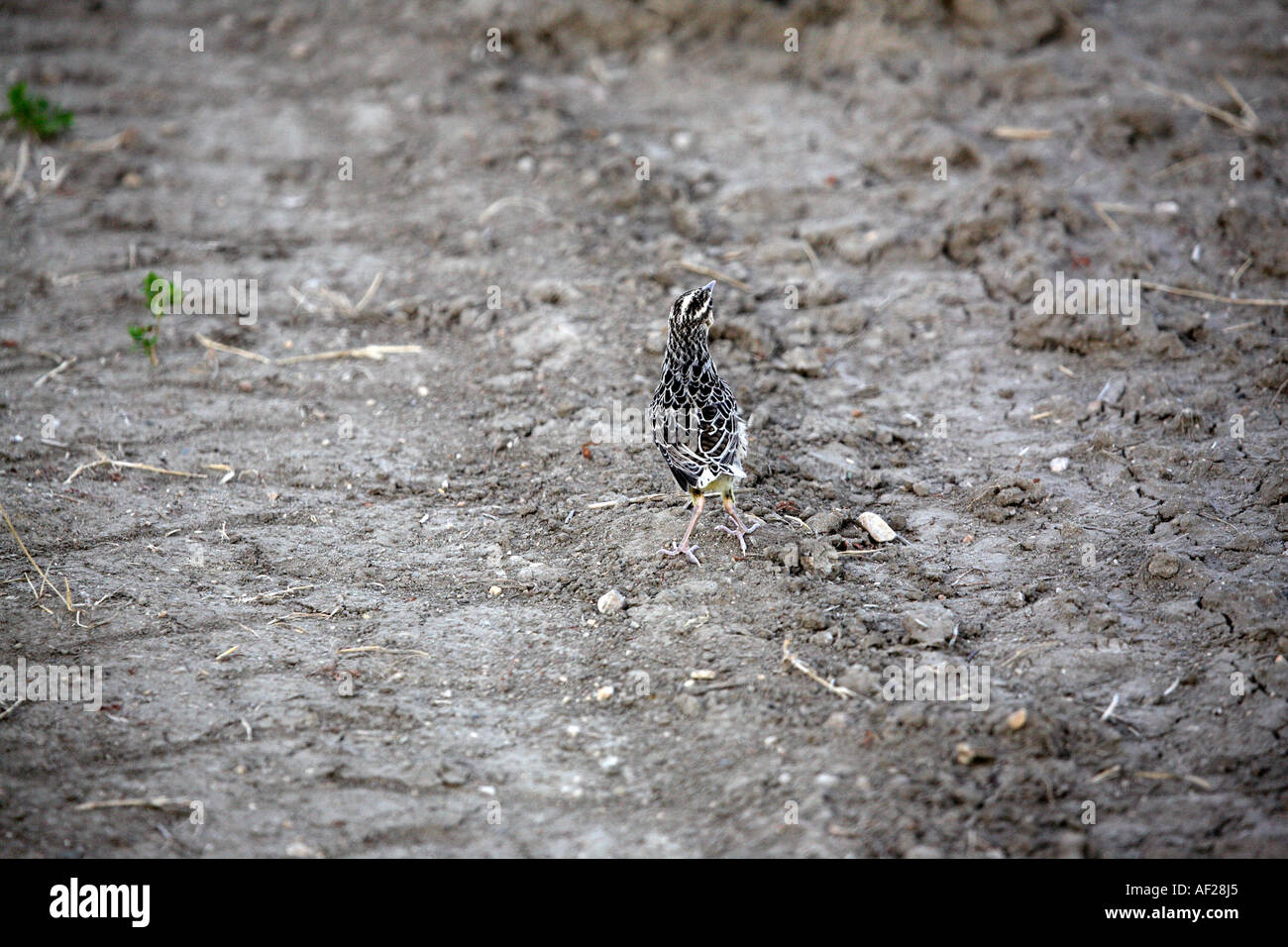 Female lark bunting hi-res stock photography and images - Alamy