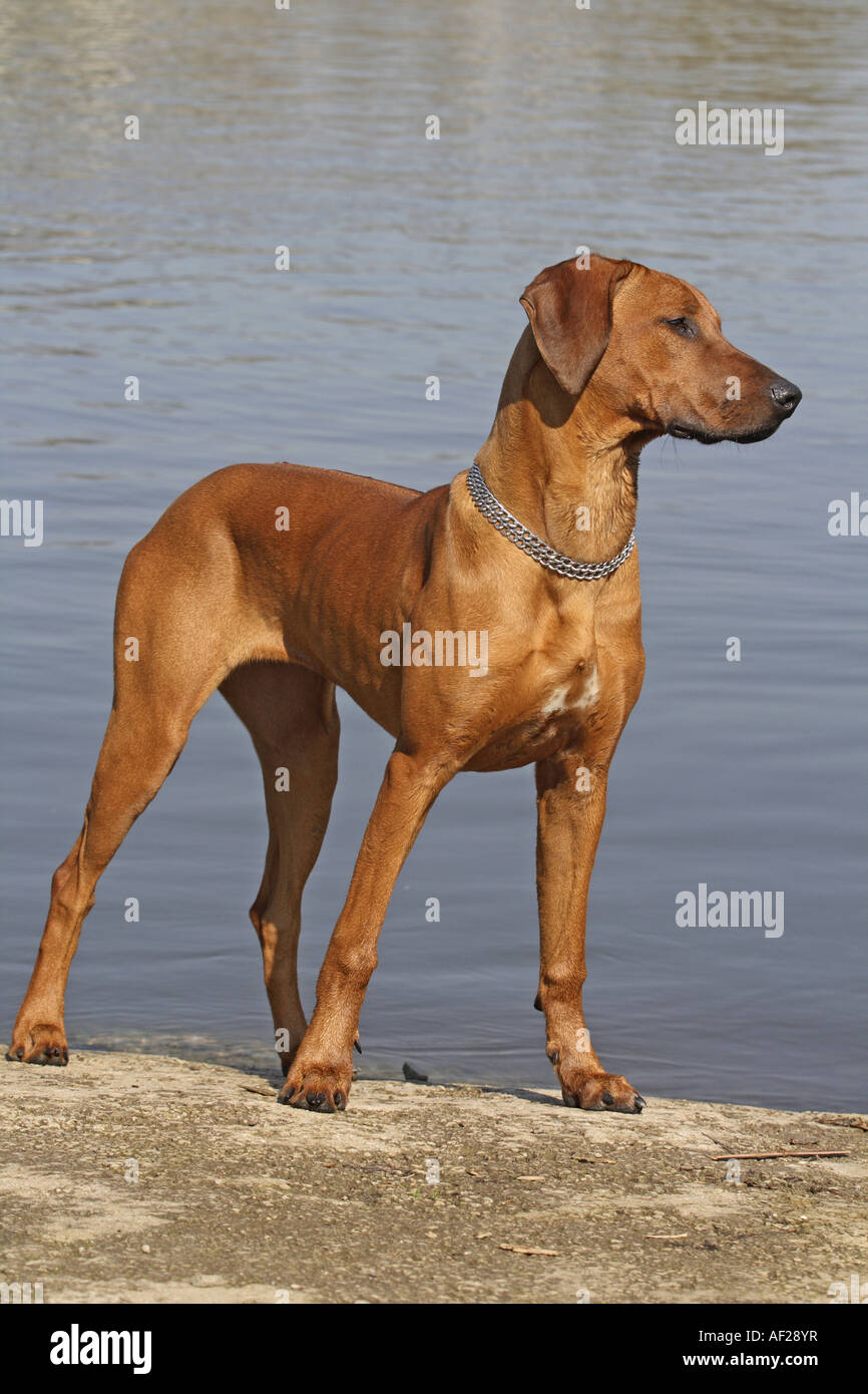 Rhodesian Ridgeback (Canis lupus f. familiaris), standing at lake shore ...