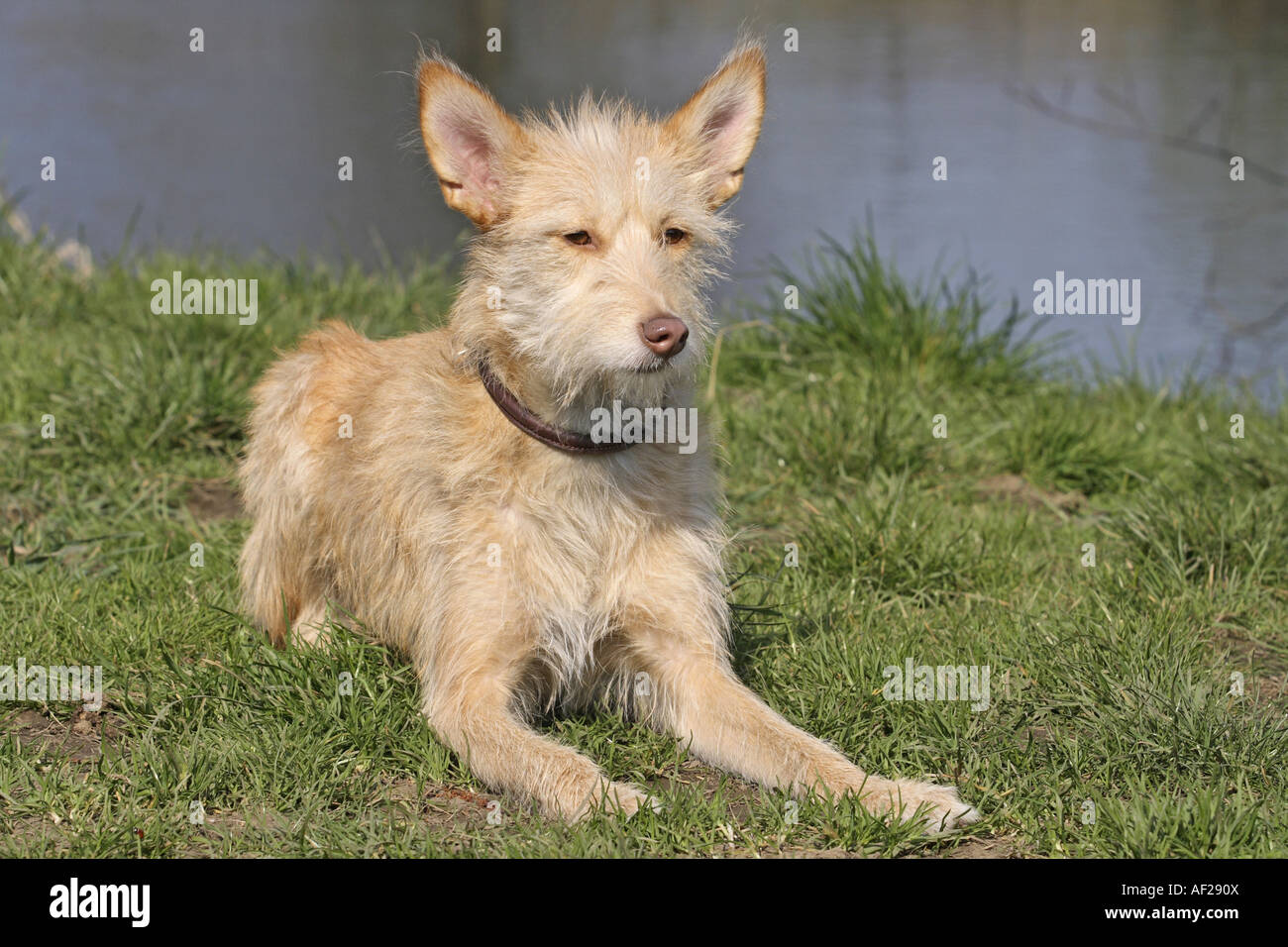 Portuguese Warren Hound (Canis lupus f. familiaris), lying at lake ...
