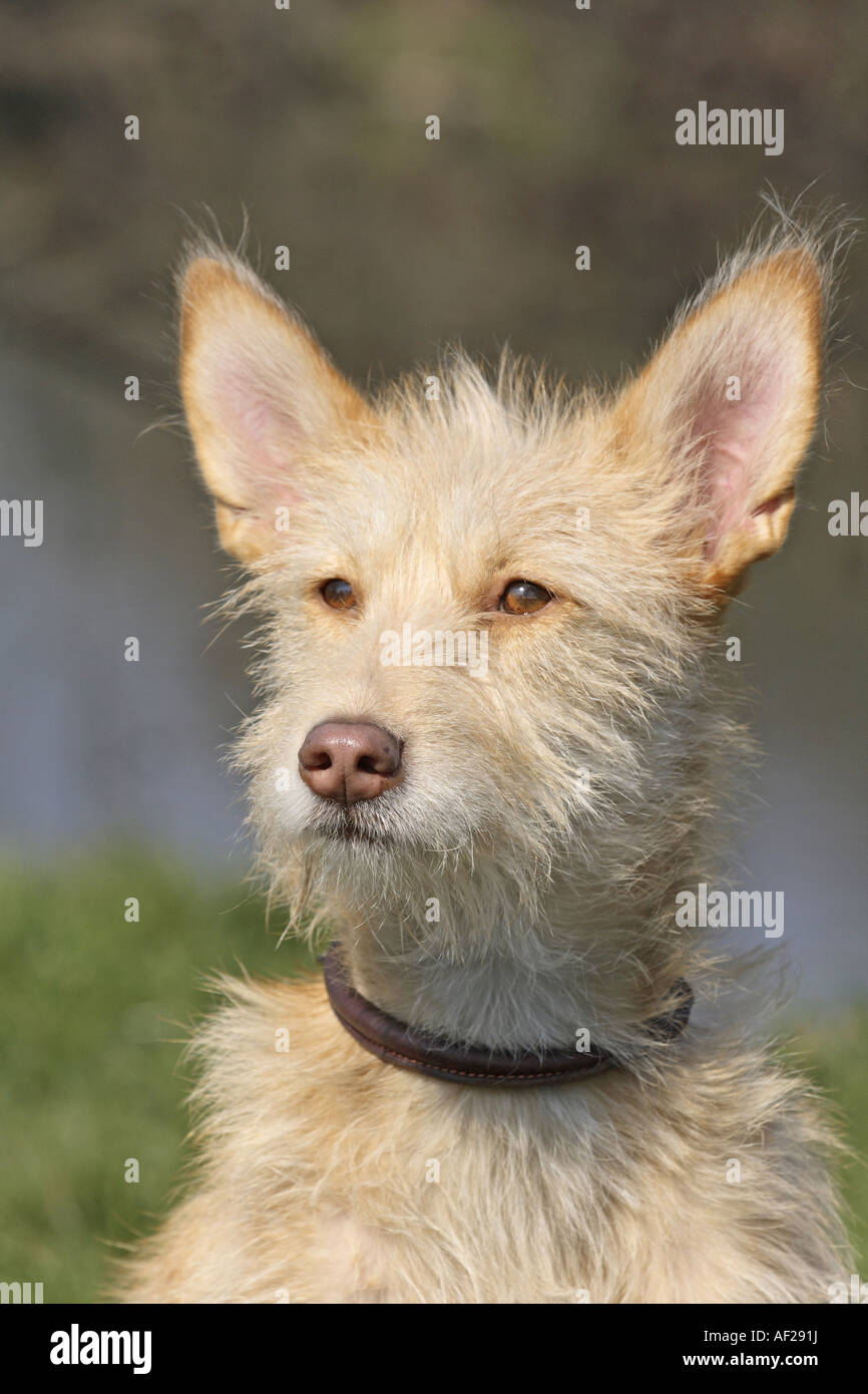 Portuguese Warren Hound (Canis lupus f. familiaris), portrait Stock ...