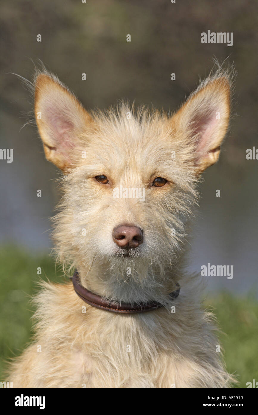 Portuguese Warren Hound (Canis lupus f. familiaris), portrait Stock ...
