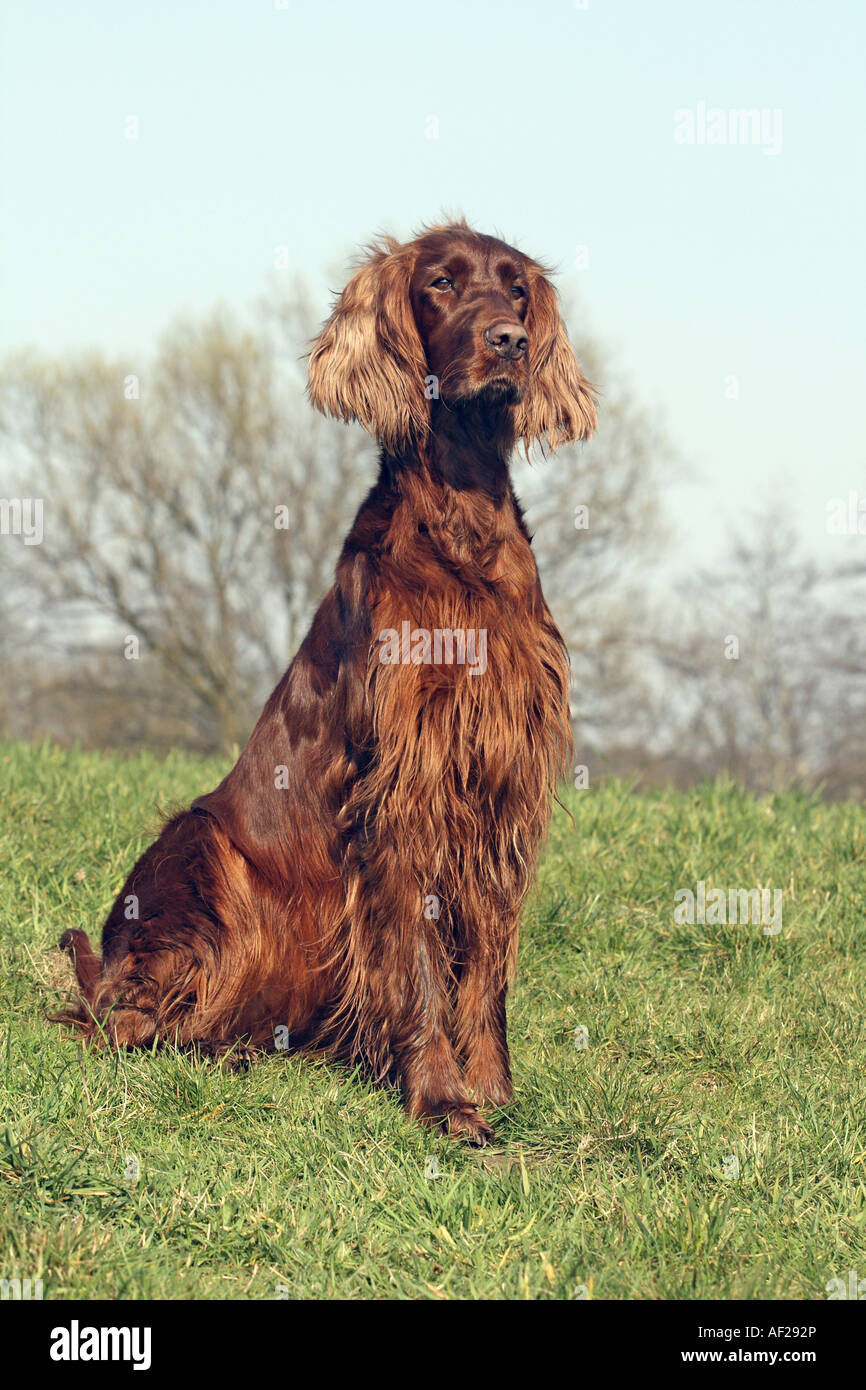 Irish Red Setter, Irish Setter (Canis lupus f. familiaris), sitting in ...