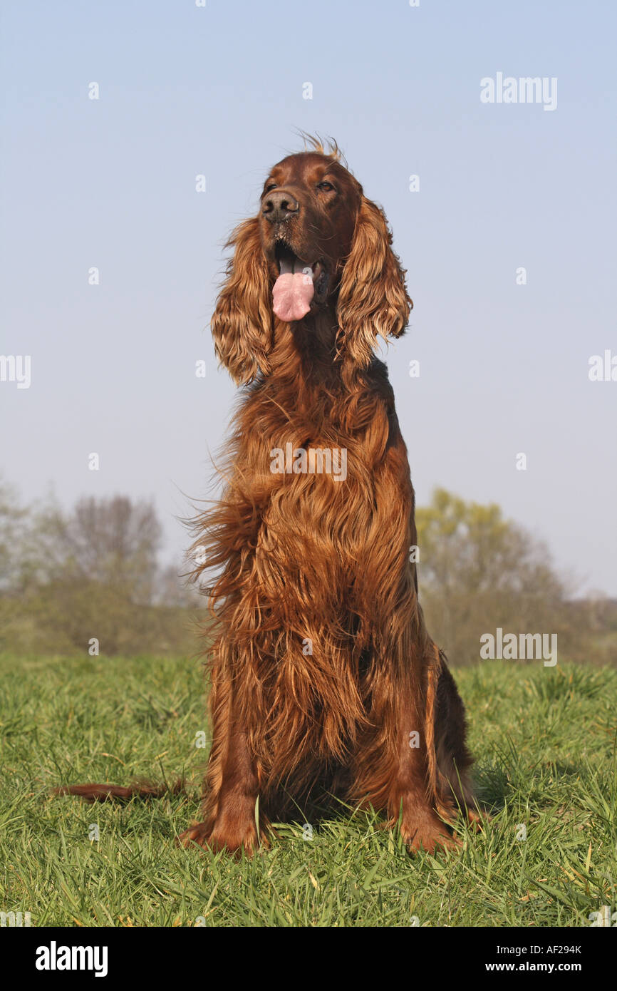 Irish Red Setter, Irish Setter (Canis lupus f. familiaris), sitting in ...