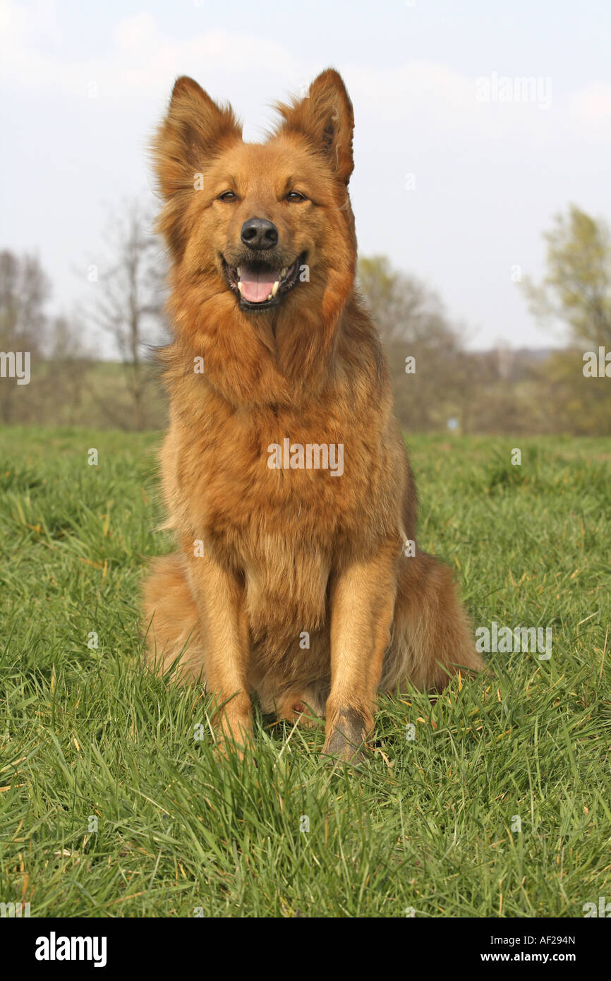 Harzer fox hi-res stock photography and images - Alamy