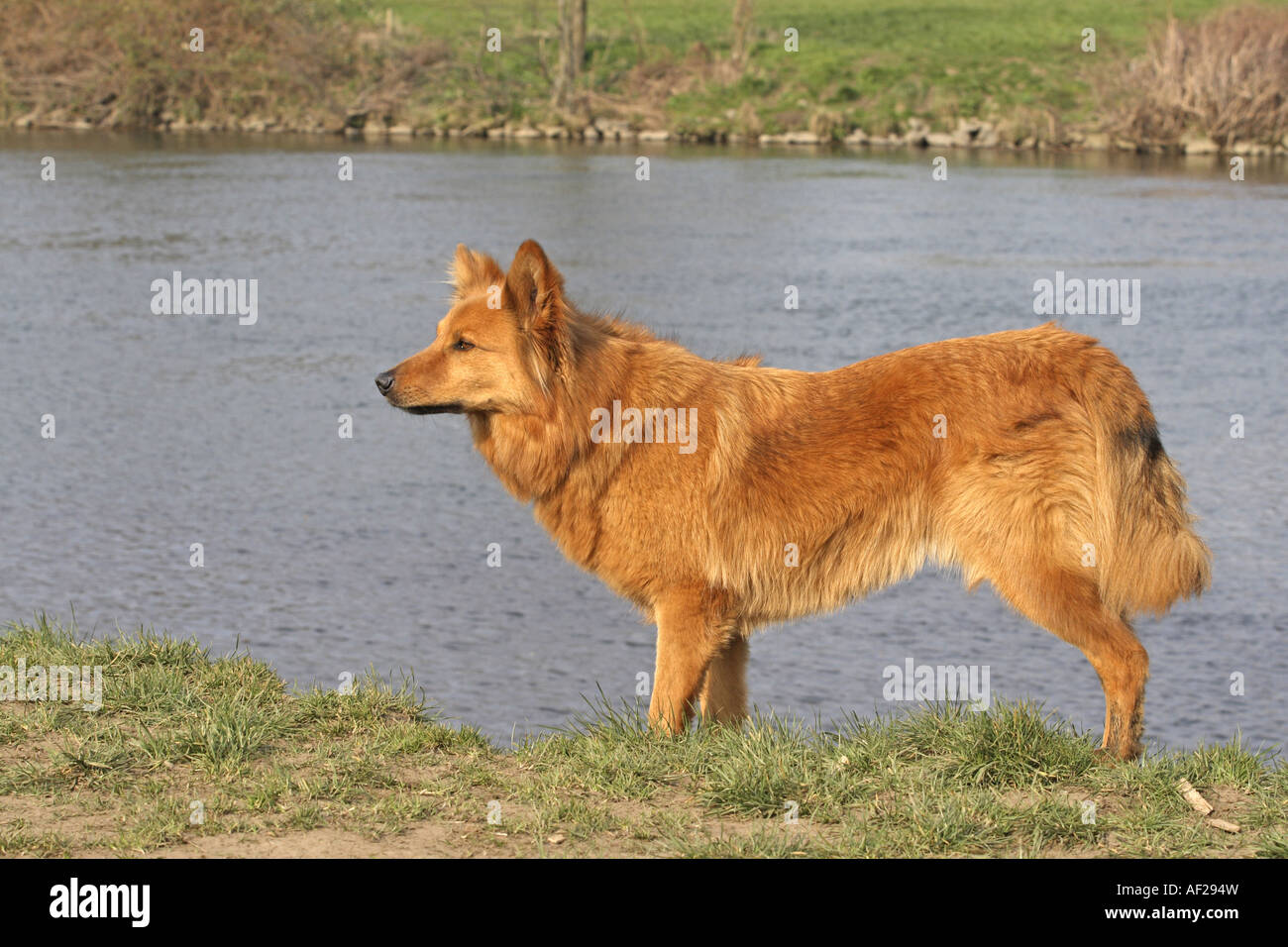 Harzer Fuchs, Harzer Fox (Canis lupus f. familiaris), standing at river ...
