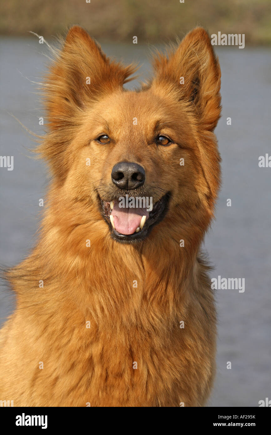 Harzer Fuchs, Harzer Fox (Canis lupus f. familiaris), portrait Stock ...