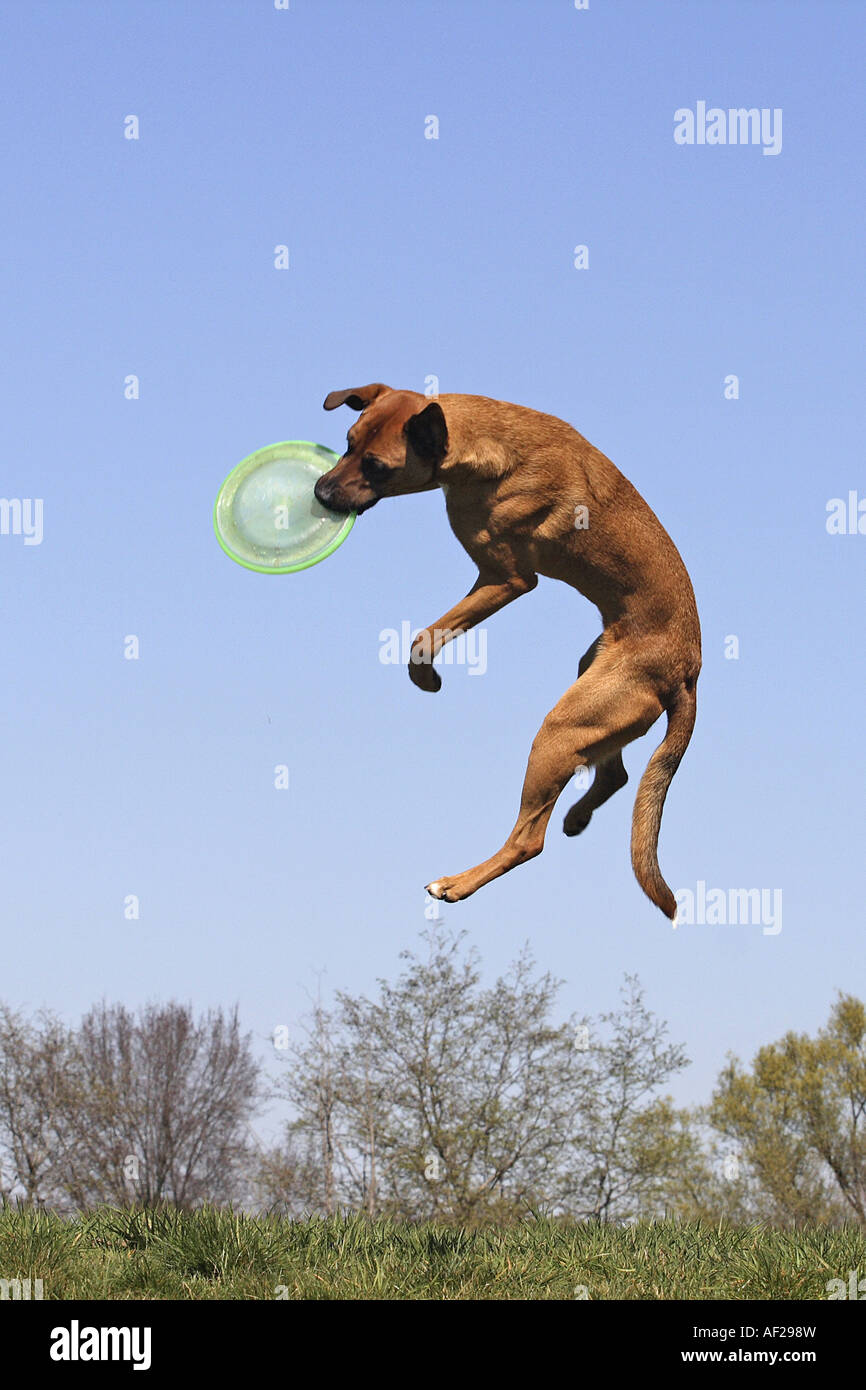 Half breed dog standing on hi-res stock photography and images - Alamy