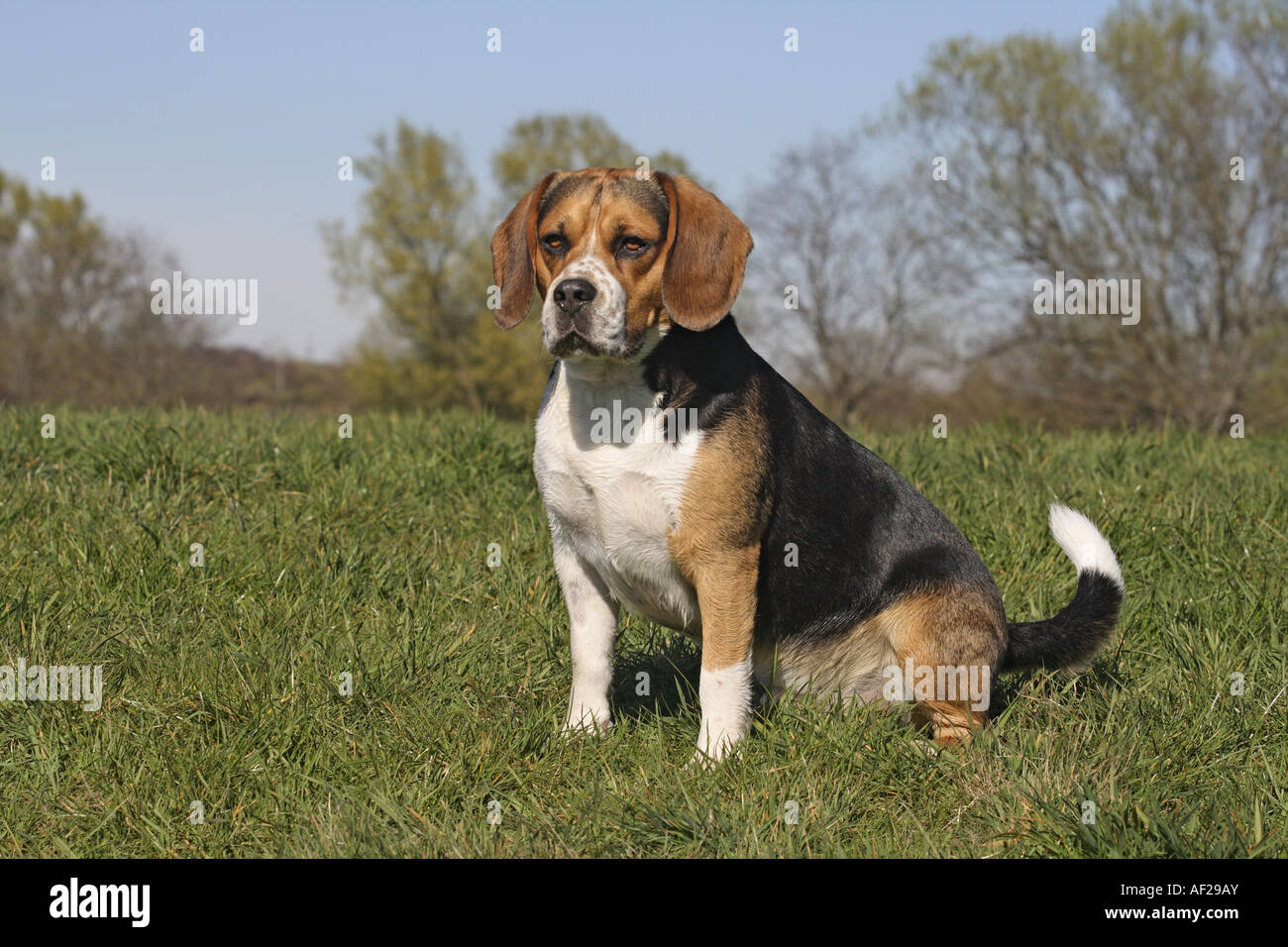 Beagle (Canis lupus f. familiaris), sitting in a meadow Stock Photo - Alamy