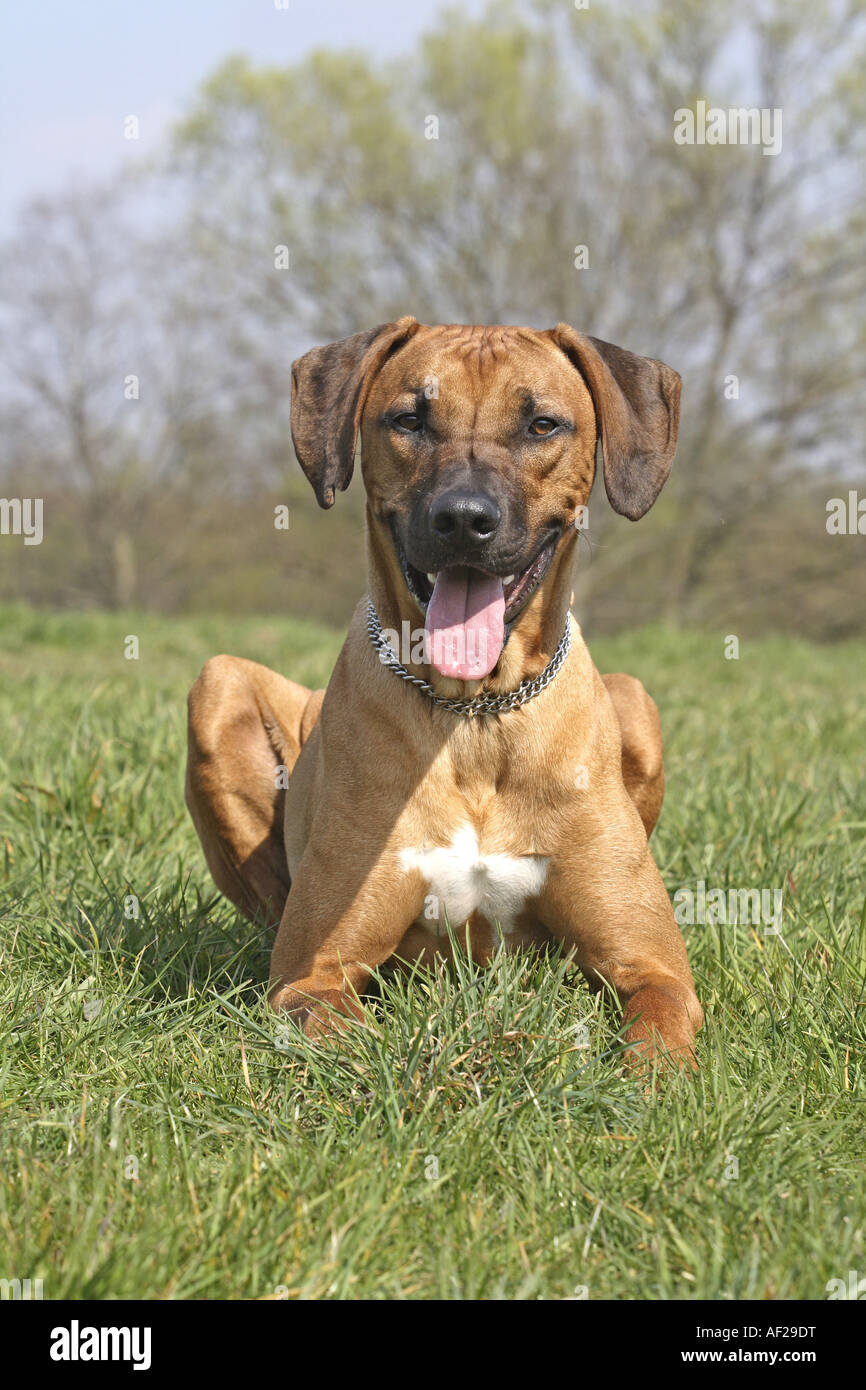 Rhodesian Ridgeback (Canis lupus f. familiaris), lying in a meadow ...