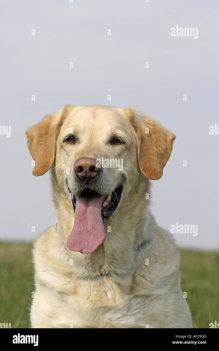 Labrador Retriever (Canis lupus f. familiaris), portrait Stock Photo ...