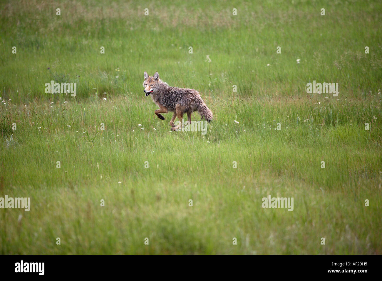 Coyote running in a field hi-res stock photography and images - Alamy