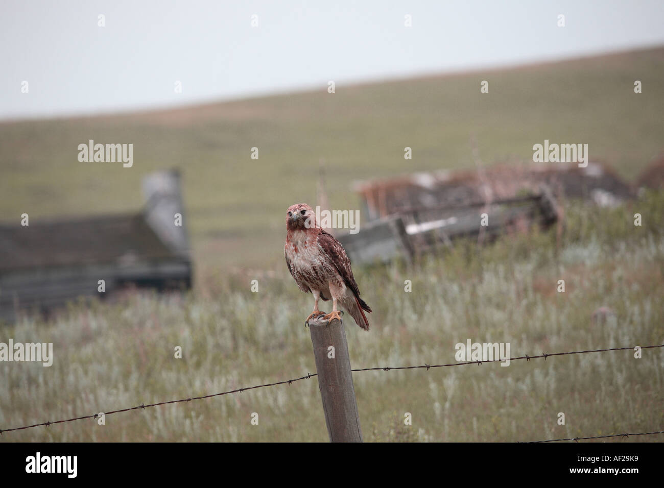 Red tailed hawk on fence hi-res stock photography and images - Alamy