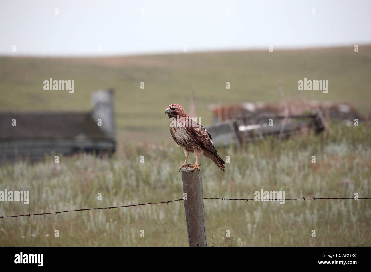 Red tailed hawk on fence hi-res stock photography and images - Alamy